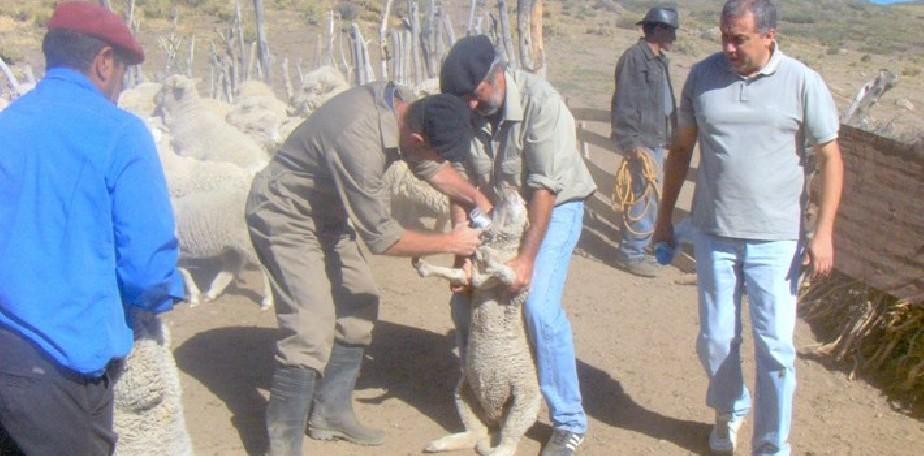 Culminó con éxito la prueba de campo de la vacuna EG95 en Río Negro ...
