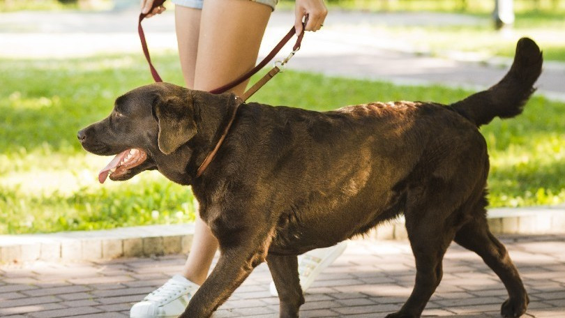Cómo reconocer y prevenir la Rabia en animales | Gobierno de Río Negro